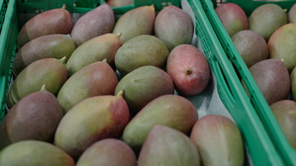 Tropical Millenium inaugura nuevas instalaciones en Miranda bajo la ...